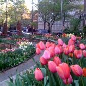 Spring Flowers in Bloom: Visit New York City's Gardens | MommyPoppins ...