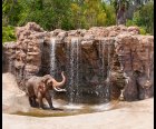 World Elephant Day Celebration | Mommy Poppins - Things To Do in Los ...