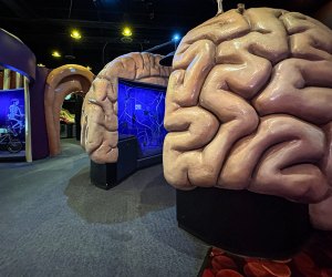 Inside Houston’s Health Museum: Hands-On Fun for Curious Kids