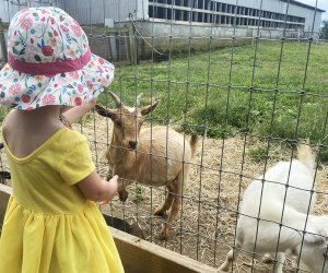 Guide to Johnson's Locust Hall Farm’s Fall Harvest Festival - Mommy Poppins