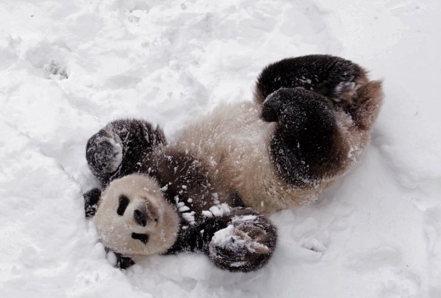 Panda Palooza: A Farewell to the National Zoo's Giant Pandas | Mommy ...