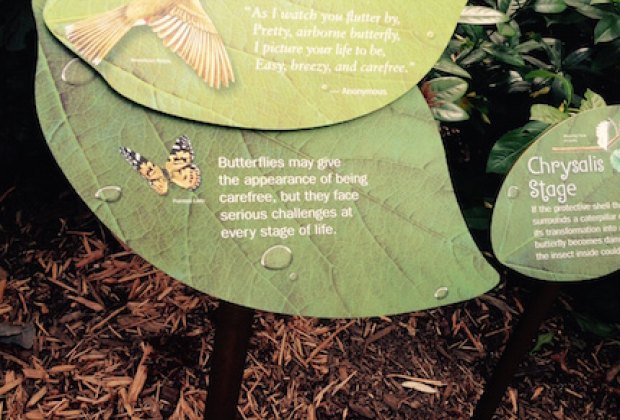 Baby Steps: An Enchanting First Visit to the Bronx Zoo's Butterfly ...