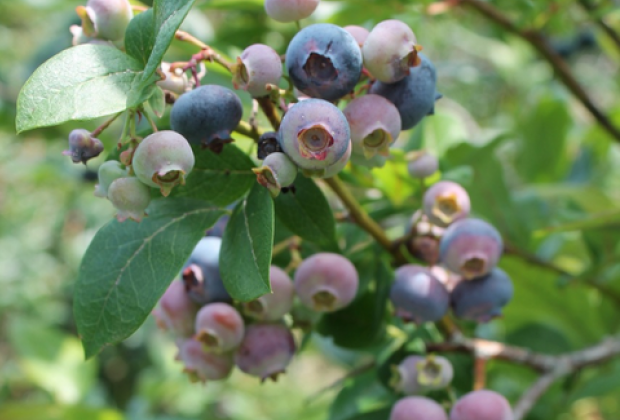 WeeWork Recipe: Blueberry Yogurt Pops | Mommy Poppins - Things To Do ...