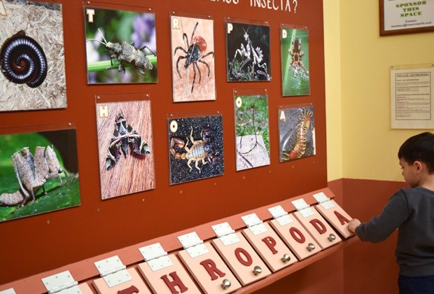 Visiting Insectropolis: The Buzz About New Jersey's "Bugseum ...