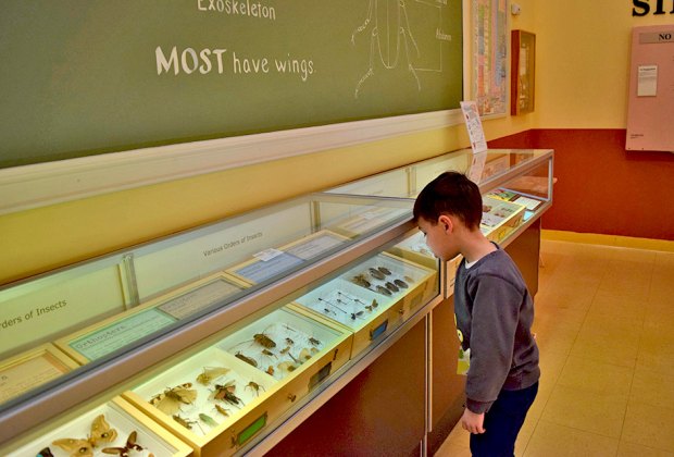 Visiting Insectropolis: The Buzz About New Jersey's "Bugseum ...