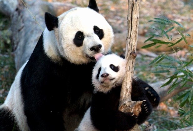 Panda Palooza: A Farewell to the National Zoo's Giant Pandas | Mommy ...