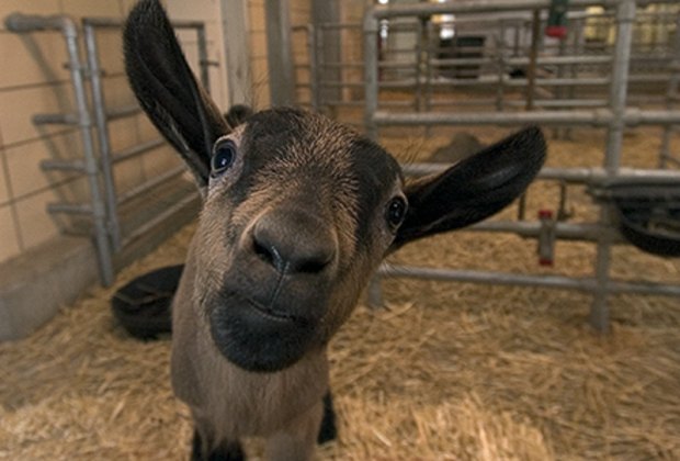 Farms with Animal Encounters and Petting Zoos Near Chicago