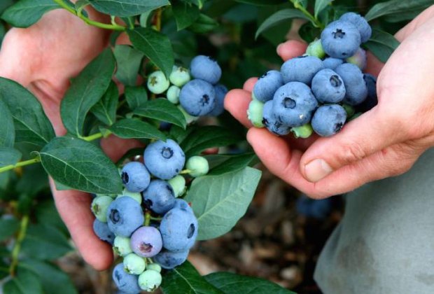 Pick Your Own Blueberries Near Philadelphia | Mommy Poppins - Things To ...