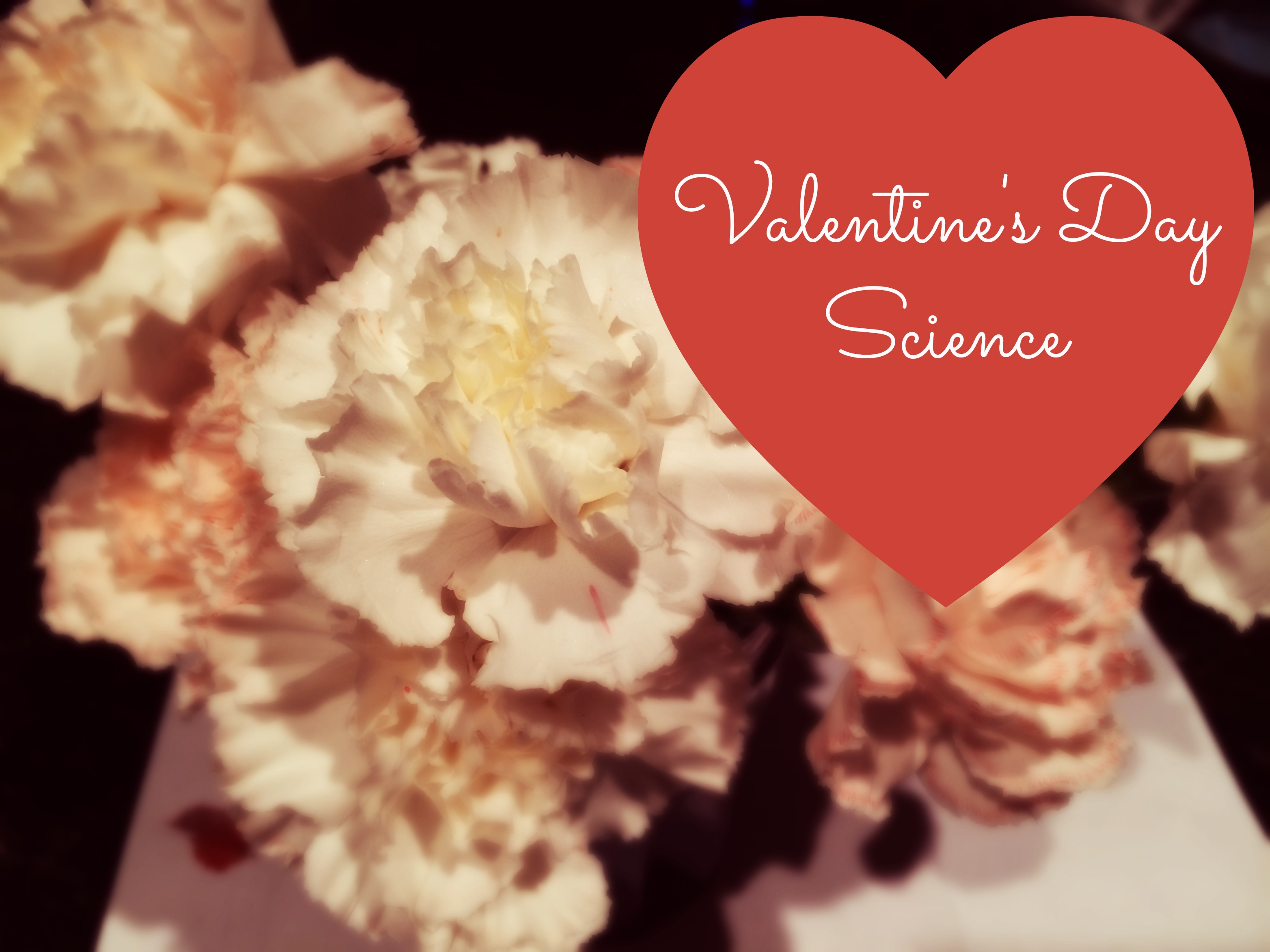 WeeWork Valentine's Day Science Project: Tinted Flowers | Mommy Poppins ...