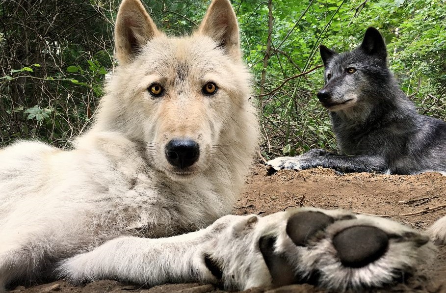 Call of the Wild: Visiting the Wolf Conservation Center with Kids ...